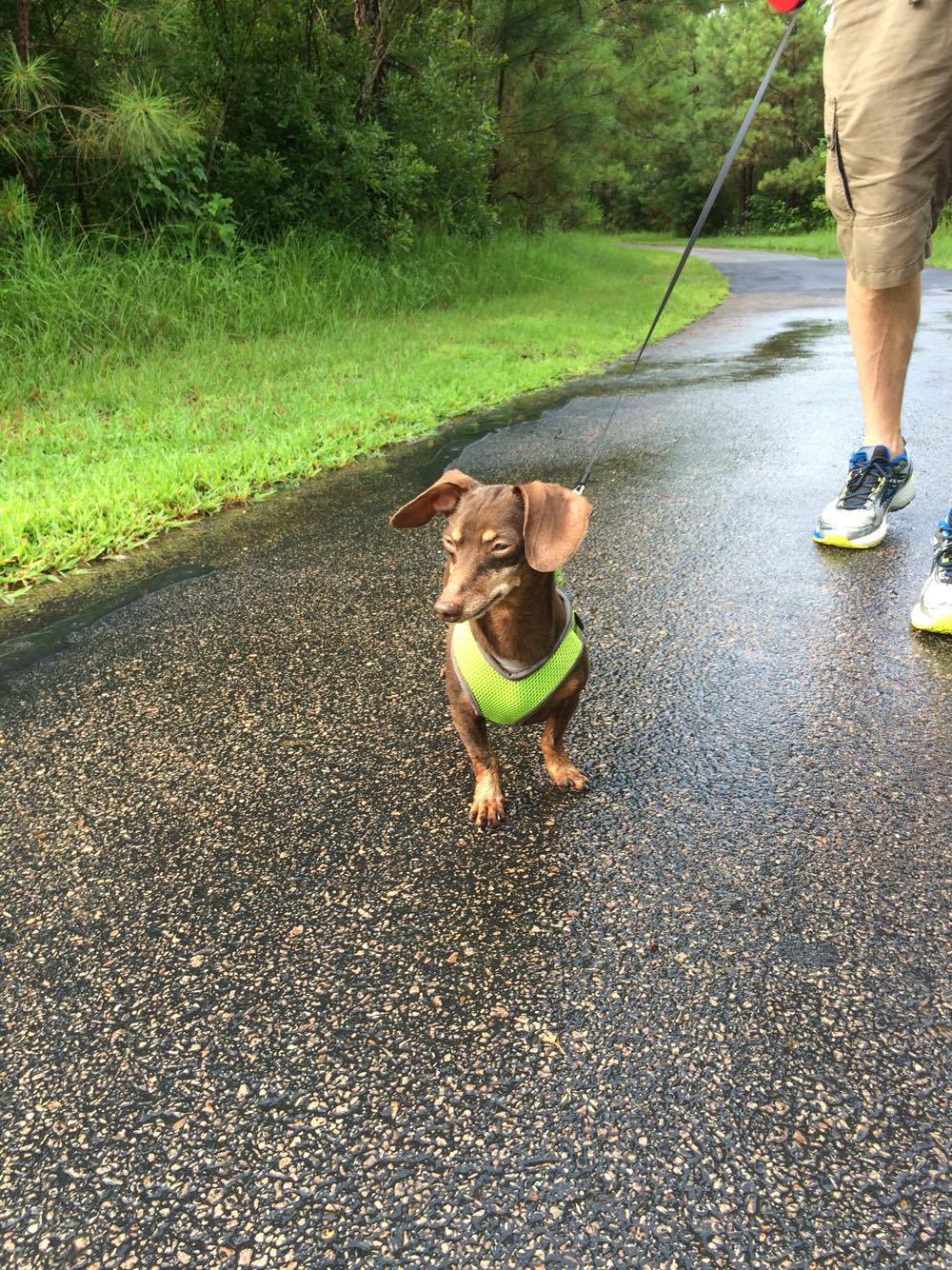 Aloft Asheville Dog Adoption 2 - AGoldPhoto Pet Photography