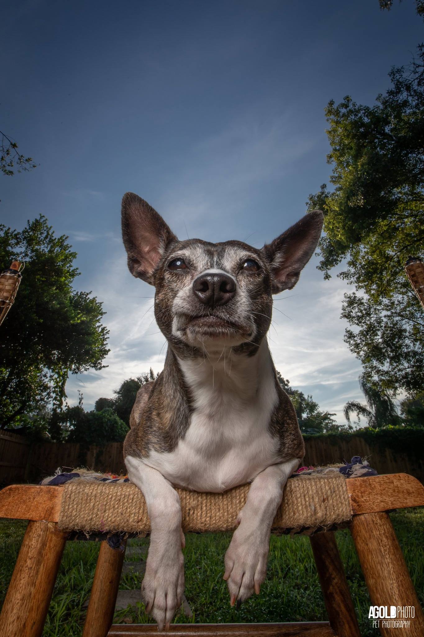 Wide Angle Outdoor Pet Photo Shoot 2 - AGoldPhoto Pet Photography