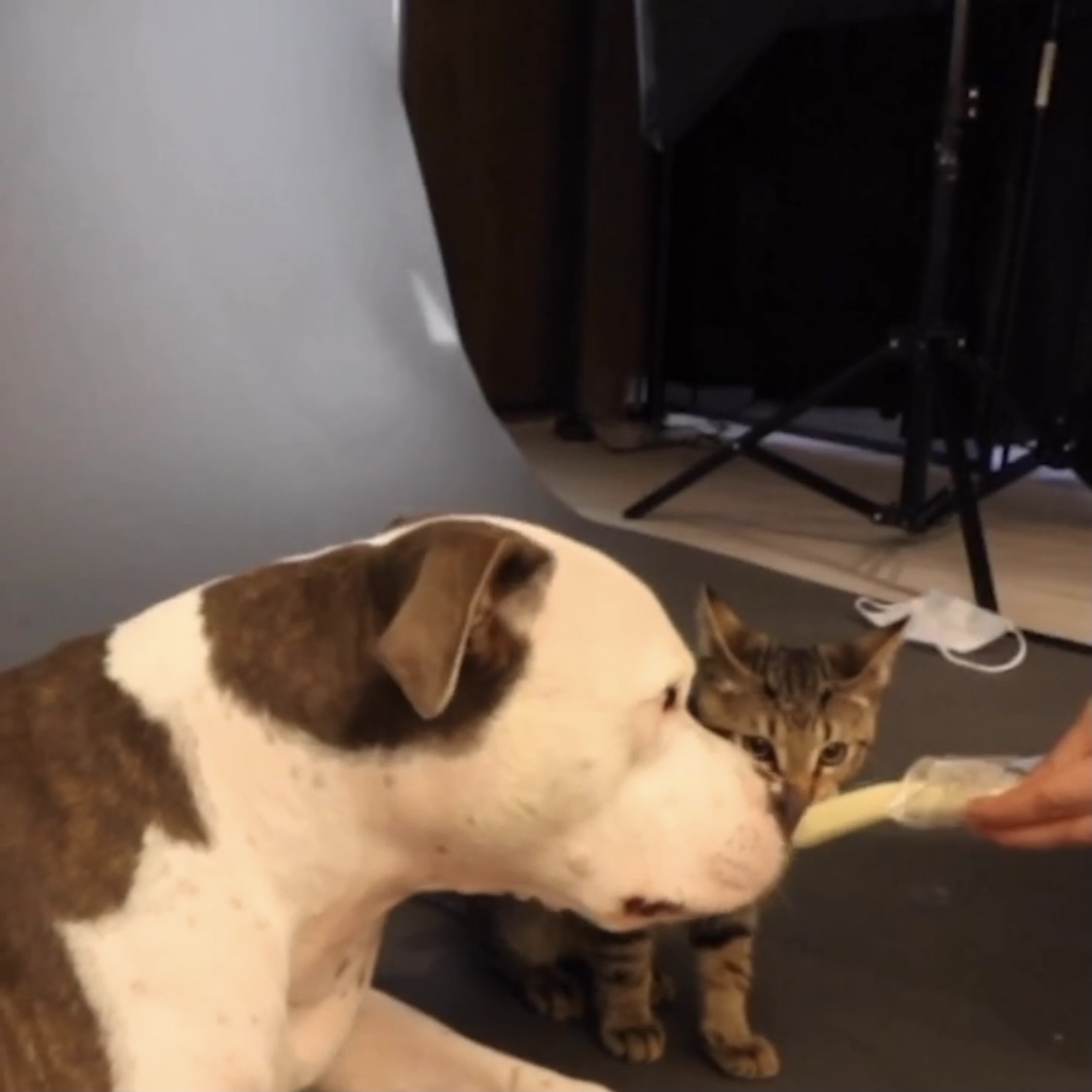Dog-and-Cat-Cheese-Photo-Shoot-1 - AGoldPhoto Pet Photography
