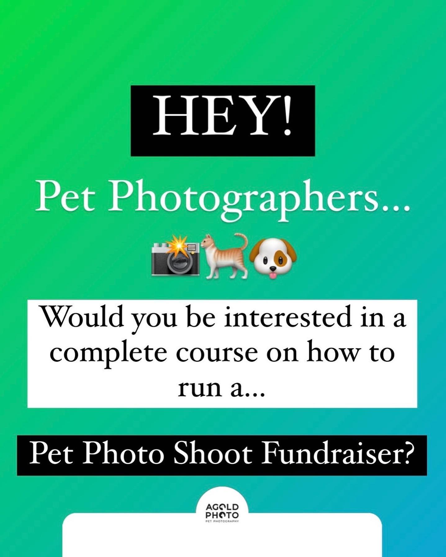 The Experience from Start to Artwork - AGoldPhoto Pet Photography