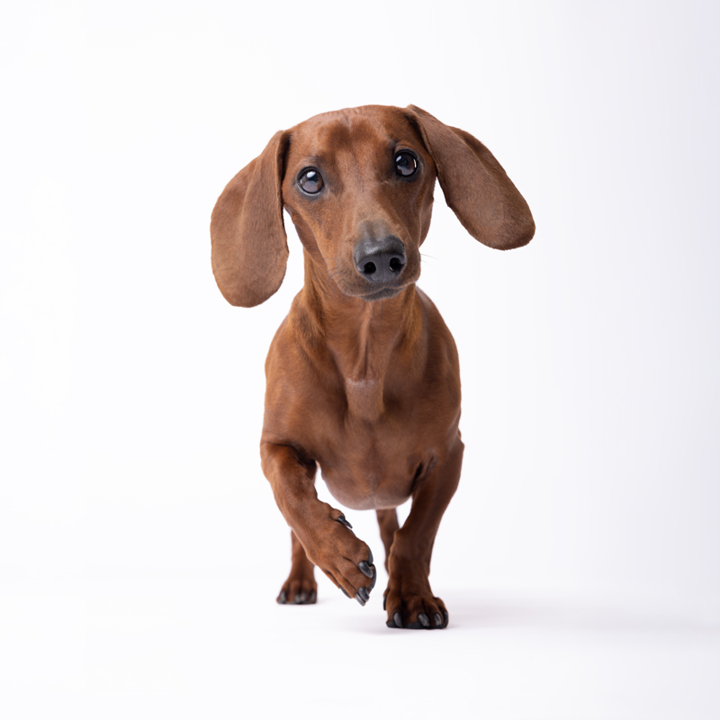 Tampa's Top Pet Photo Studio - AGoldPhoto Pet Photography