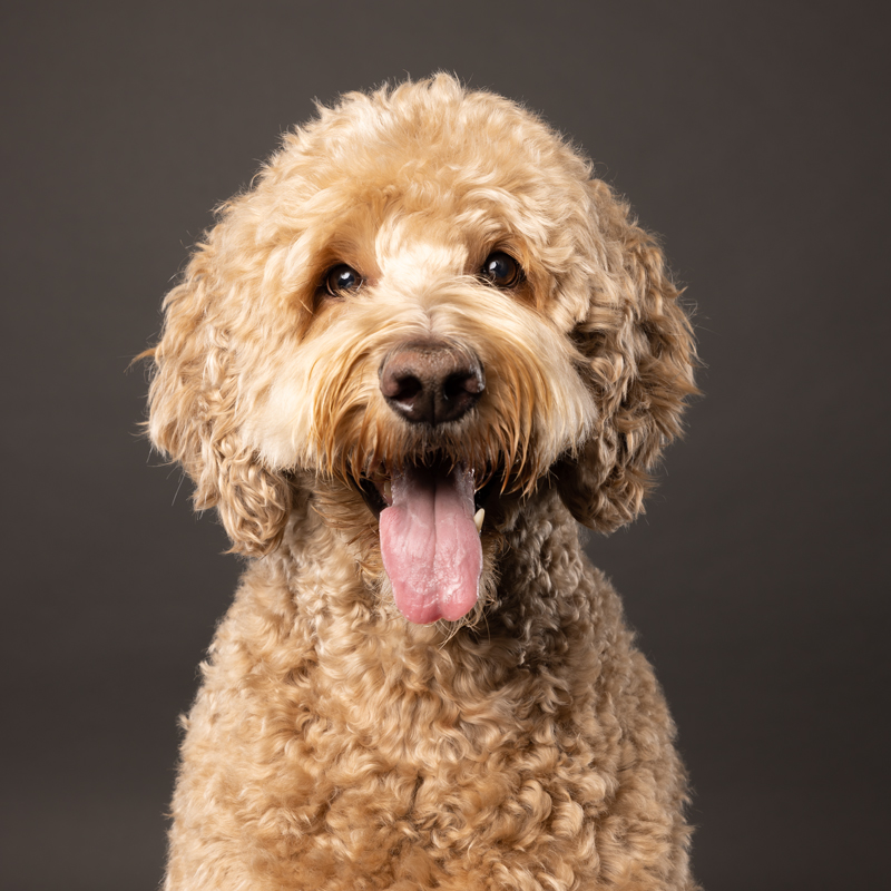 Tampa's Top Pet Photo Studio - AGoldPhoto Pet Photography