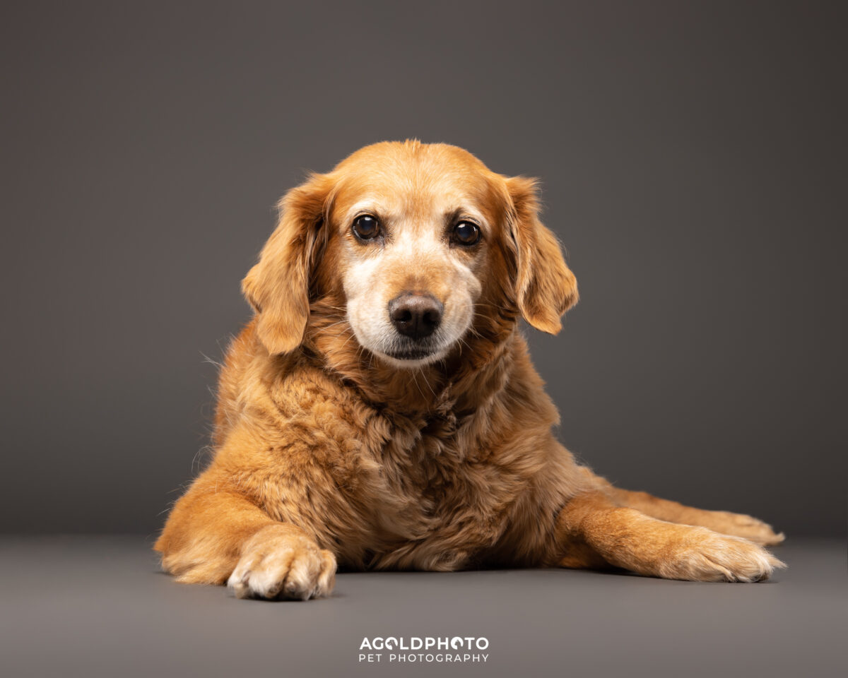 Studio Pet Photography Online Course - AGoldPhoto Pet Photography