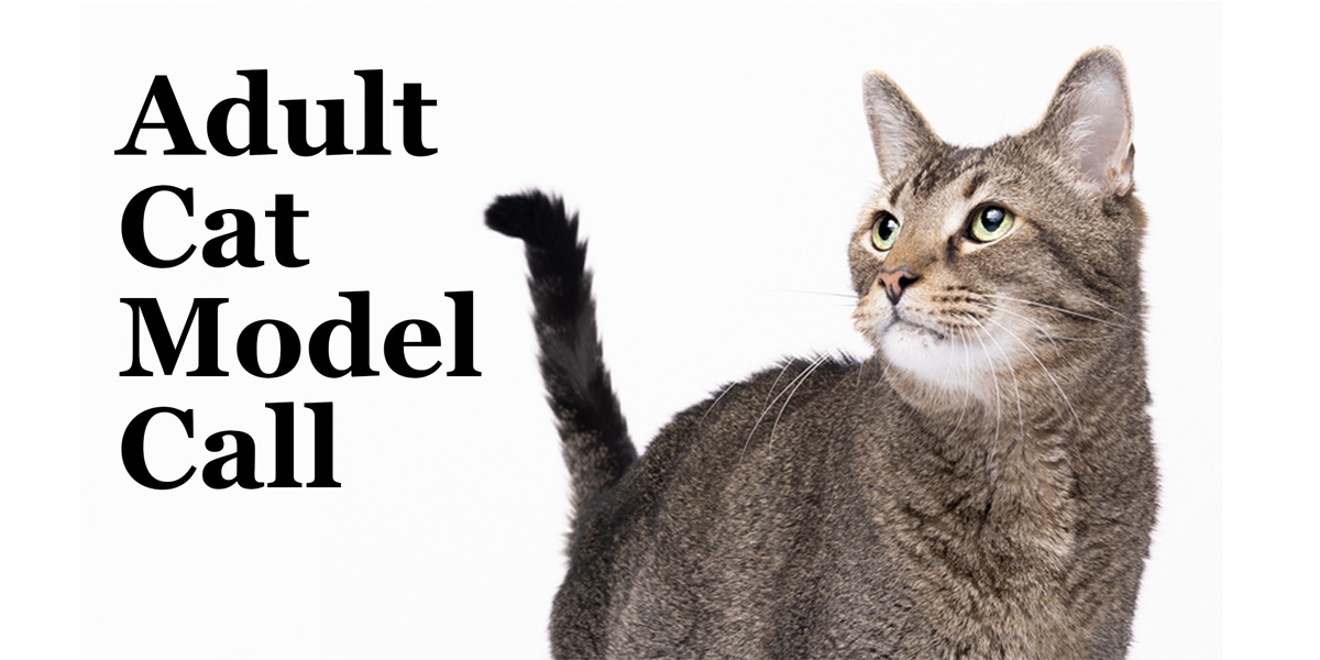 Adult Cat Model Call - AGoldPhoto Pet Photography