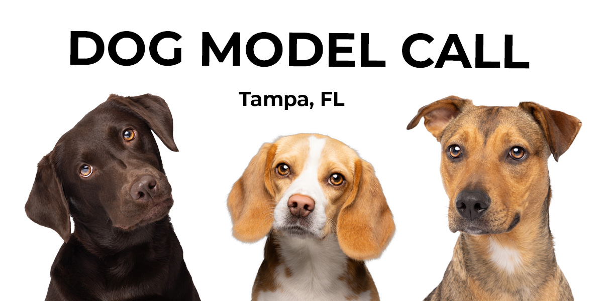 Dog Model Call | Tampa, FL - AGoldPhoto Pet Photography
