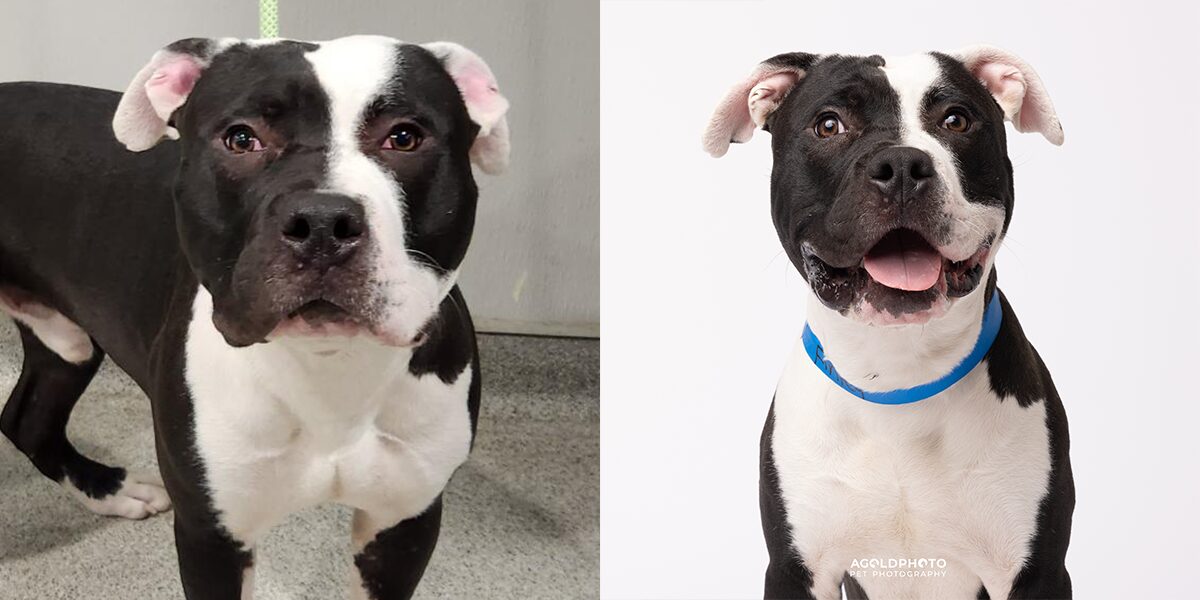 10 Animal Shelter Intake Photos Vs Professional Photos - AGoldPhoto Pet ...