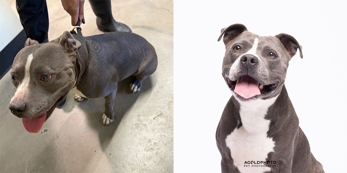 10 Humane Society of Tampa Bay Shelter Dogs Get Second Shot at Adoption ...